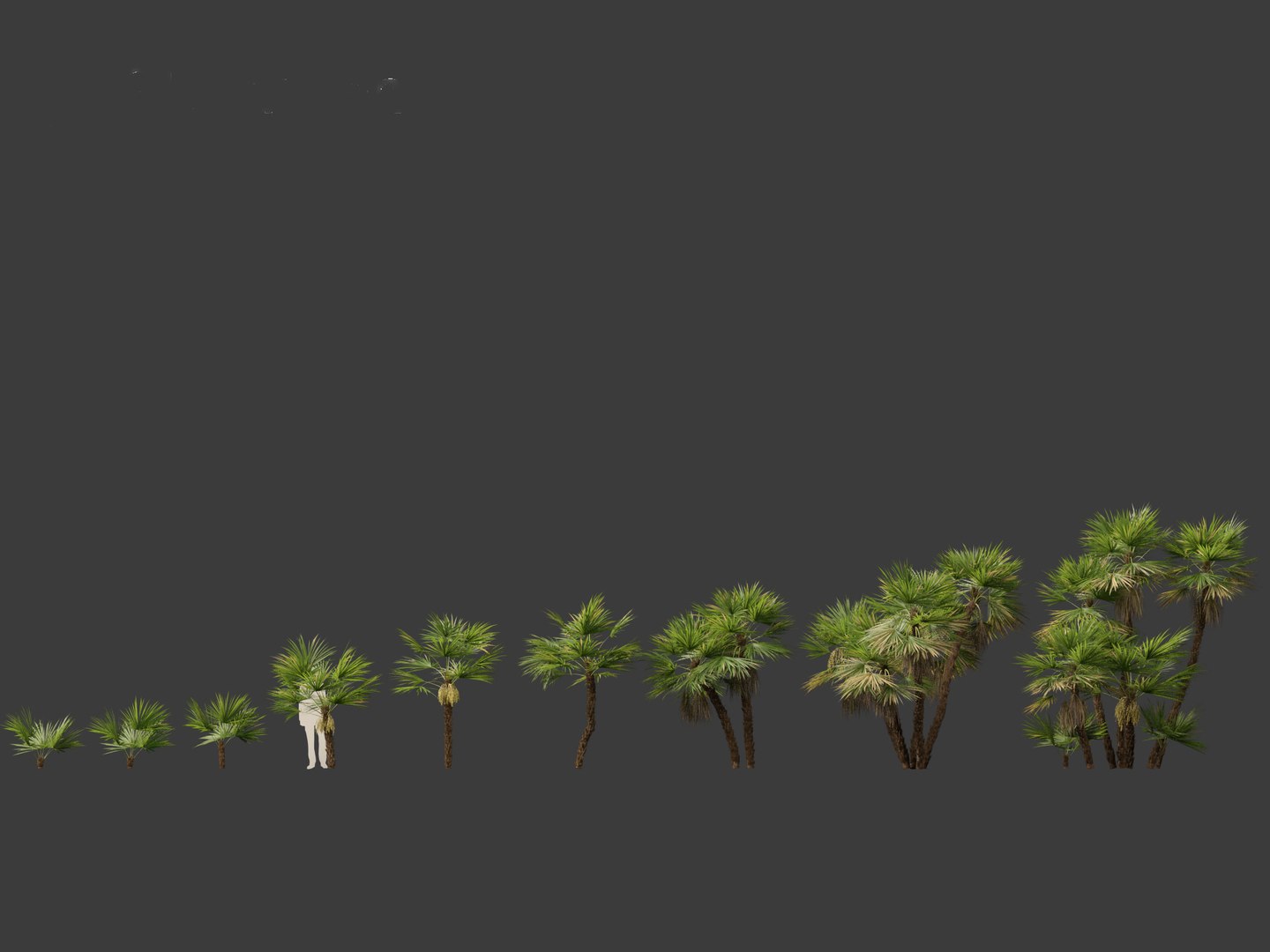 Acoelorrhaphe Wrightii - Everglades Palm 3D Model - TurboSquid 2107370