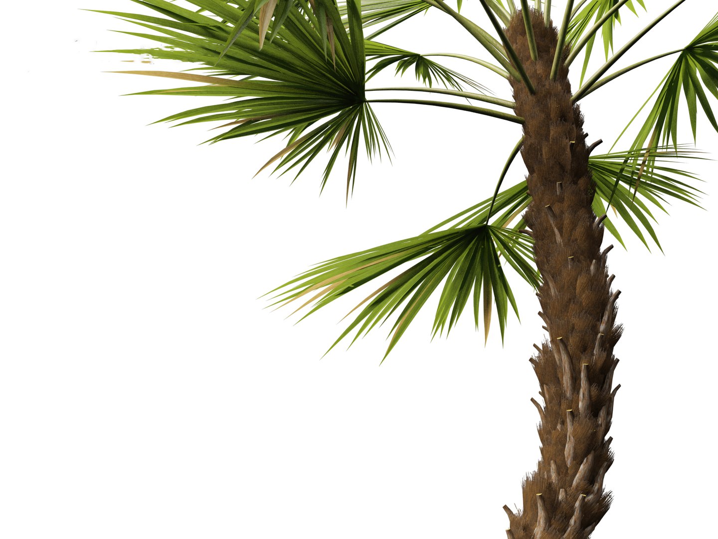 Acoelorrhaphe Wrightii - Everglades Palm 3D Model - TurboSquid 2107370