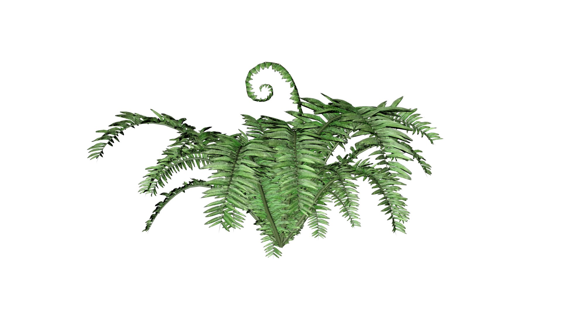 Boston Fern Plant - 02 - Model - TurboSquid 2372557