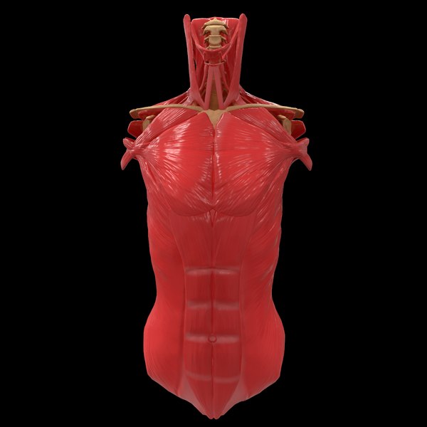 Torso 3D Models for Download | TurboSquid