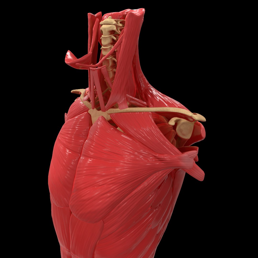 Torso Muscle Bone Anatomy 3D Model - TurboSquid 1398513