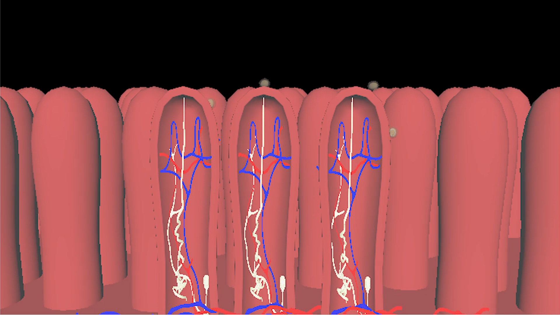 3D Intestine Medical Animation Model - TurboSquid 1565449