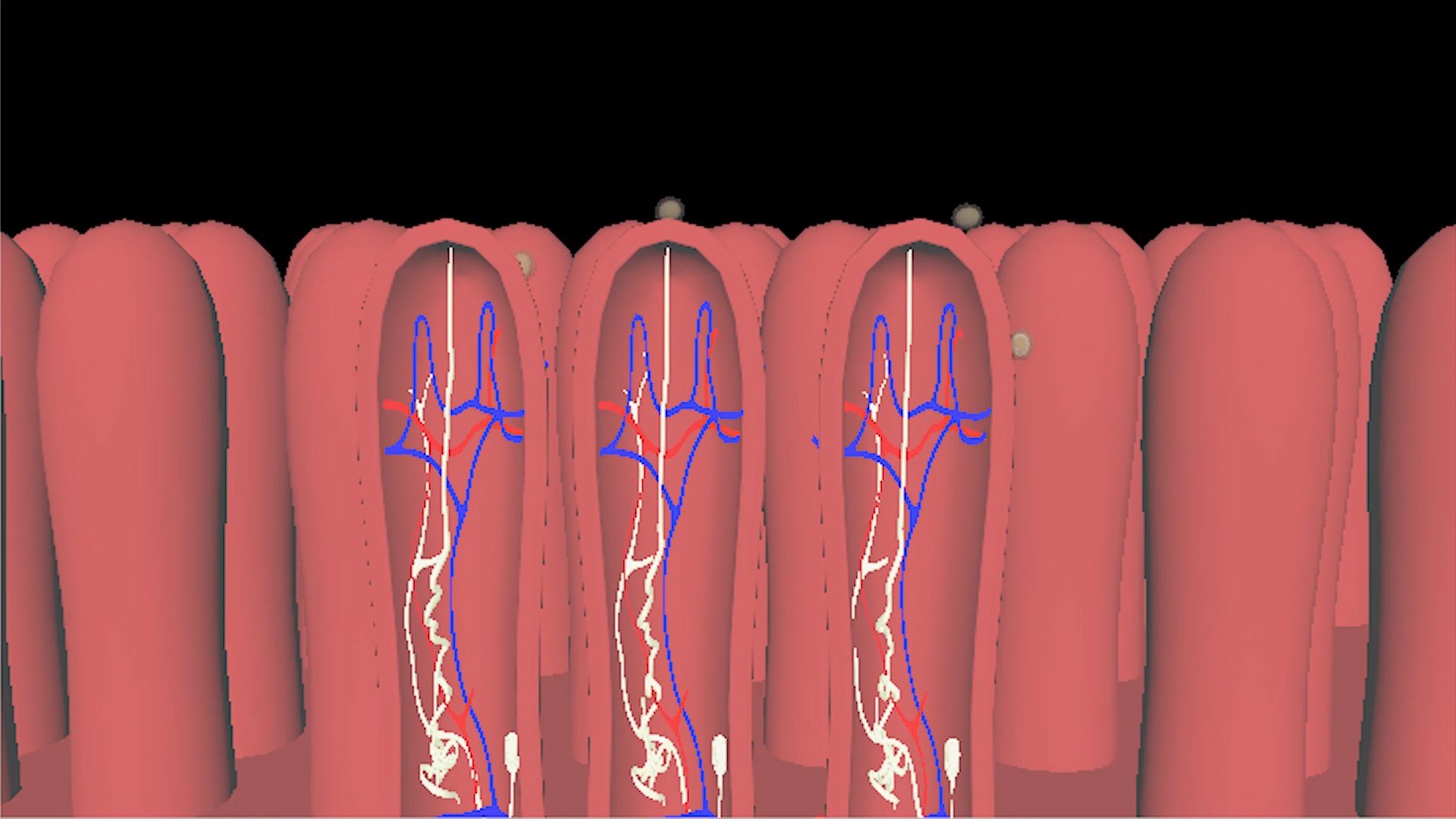 3D Intestine Medical Animation Model - TurboSquid 1565449