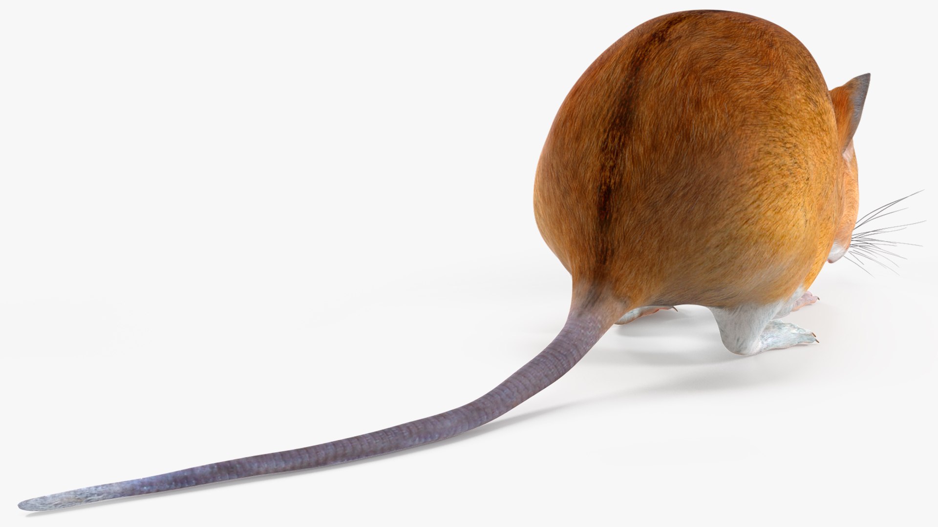 3D Model Calabyi Mouse Rigged For Maya - TurboSquid 2220588