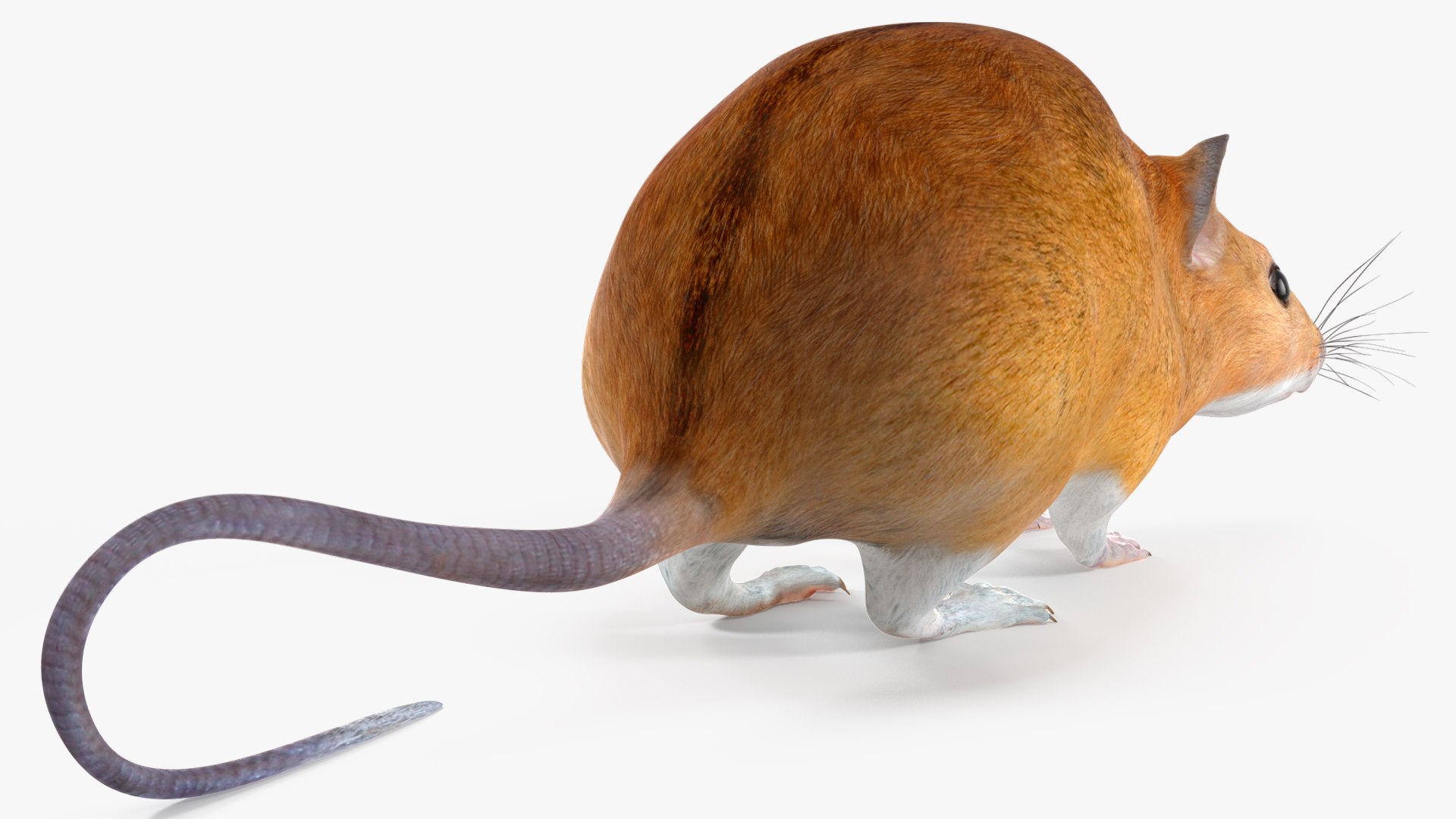 3D Model Calabyi Mouse Rigged For Maya - TurboSquid 2220588