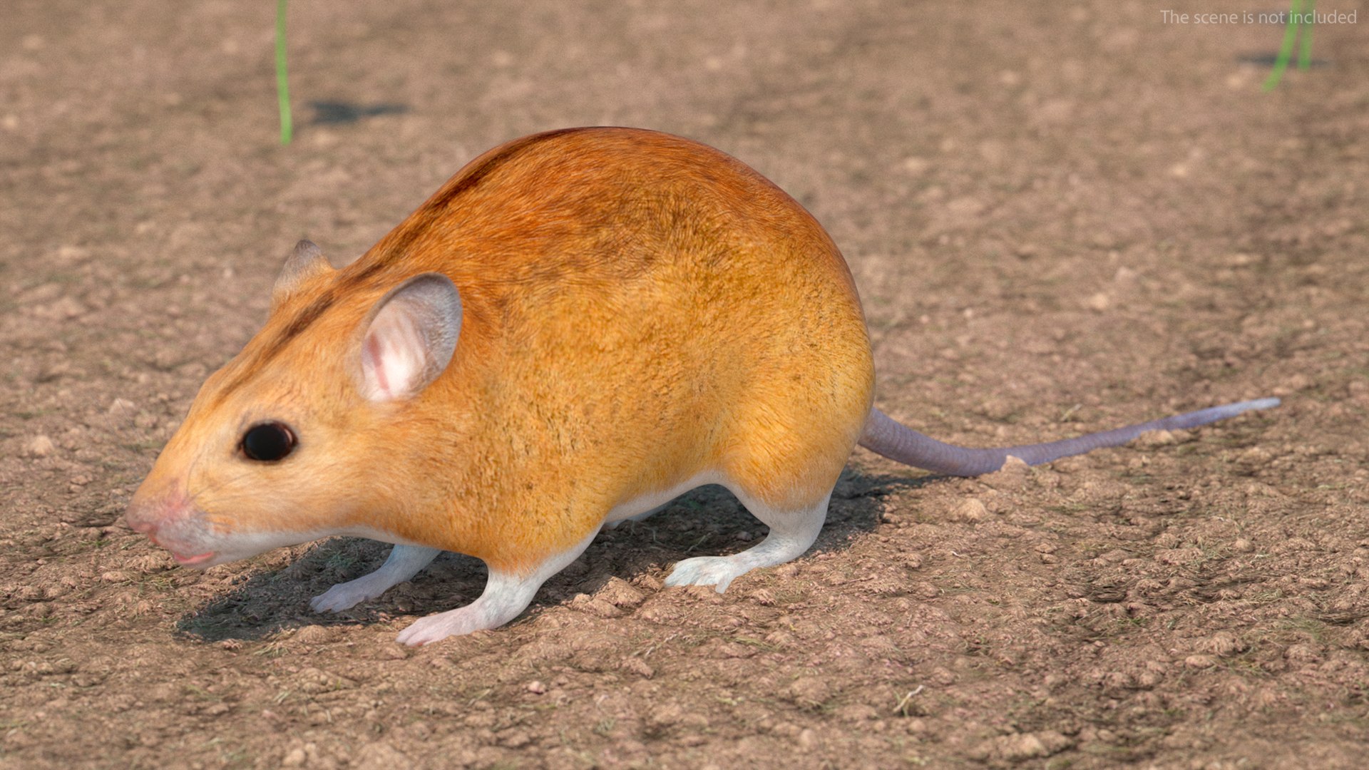 3D Model Calabyi Mouse Rigged For Maya - TurboSquid 2220588