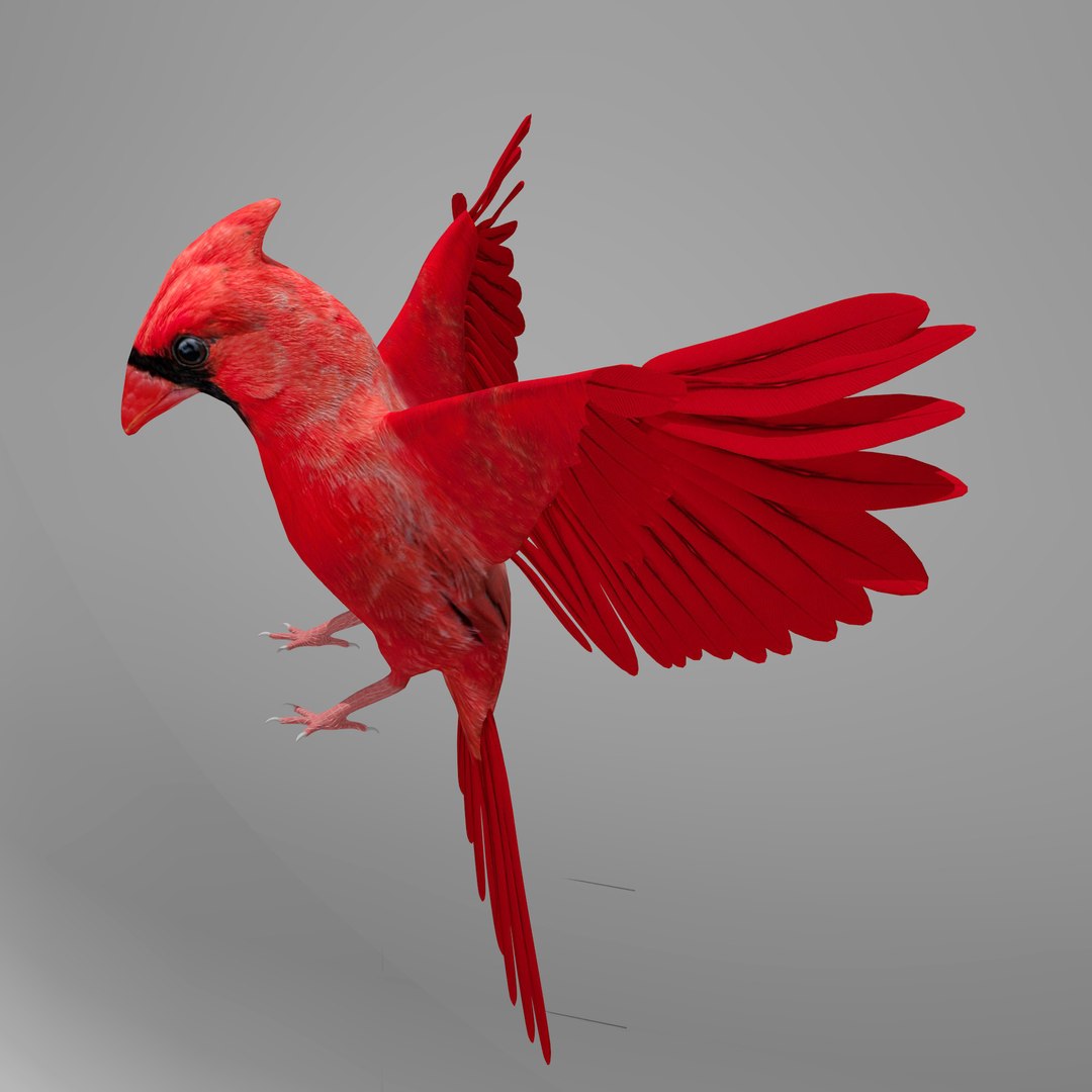 3d Model Northern Cardinal