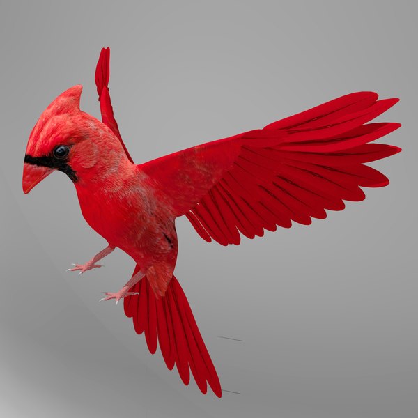 3D Cardinal Models | TurboSquid