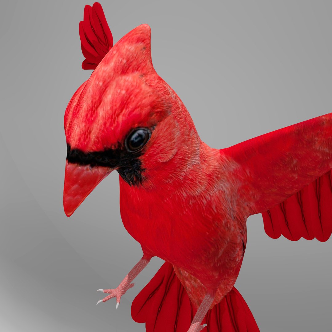 3d Model Northern Cardinal