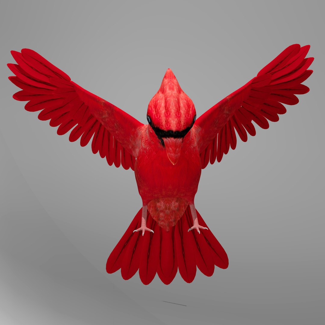 3d Model Northern Cardinal
