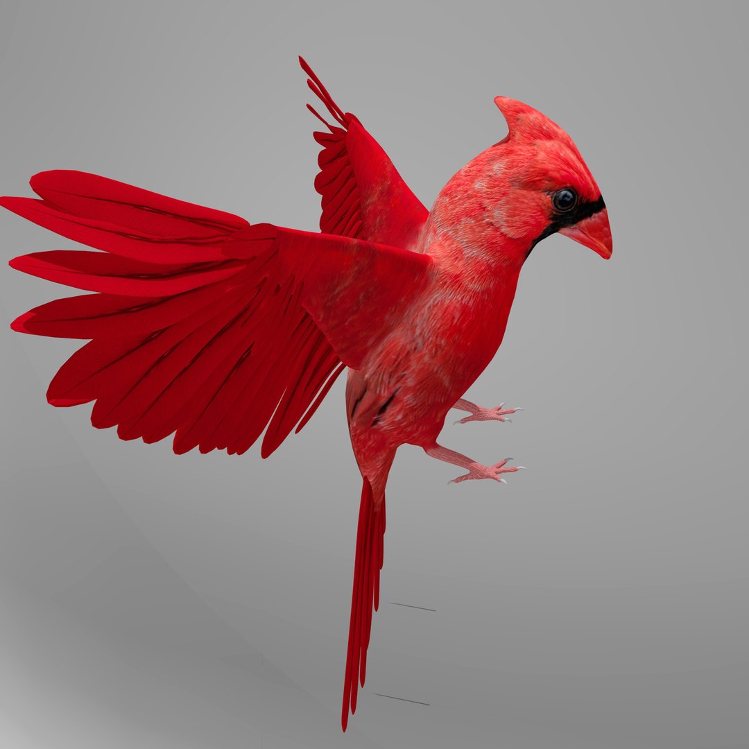 3d Model Northern Cardinal