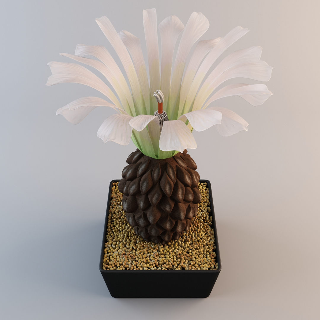 3d Model Blossfeldia Cyathiformis