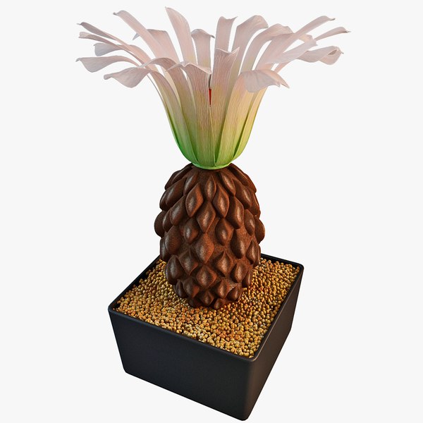 3d model blossfeldia cyathiformis