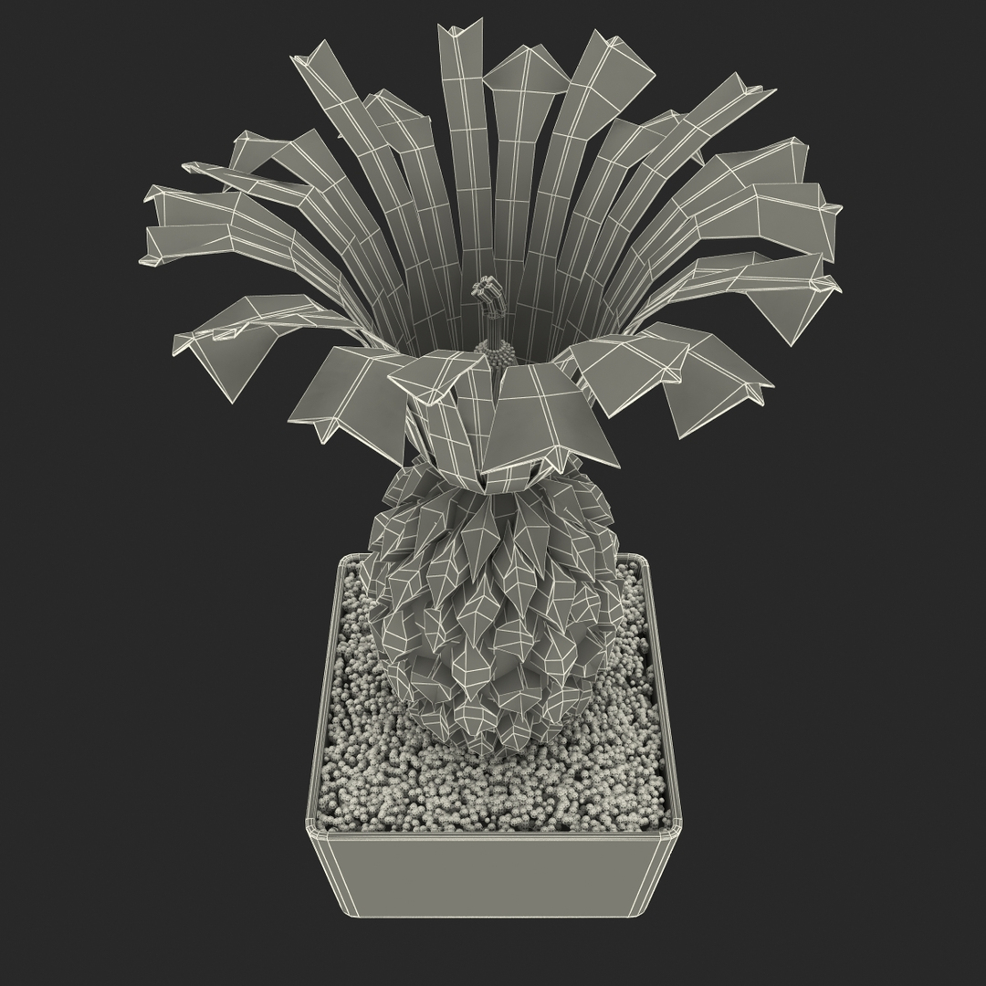 3d Model Blossfeldia Cyathiformis