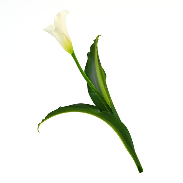 3ds max calla flower vase