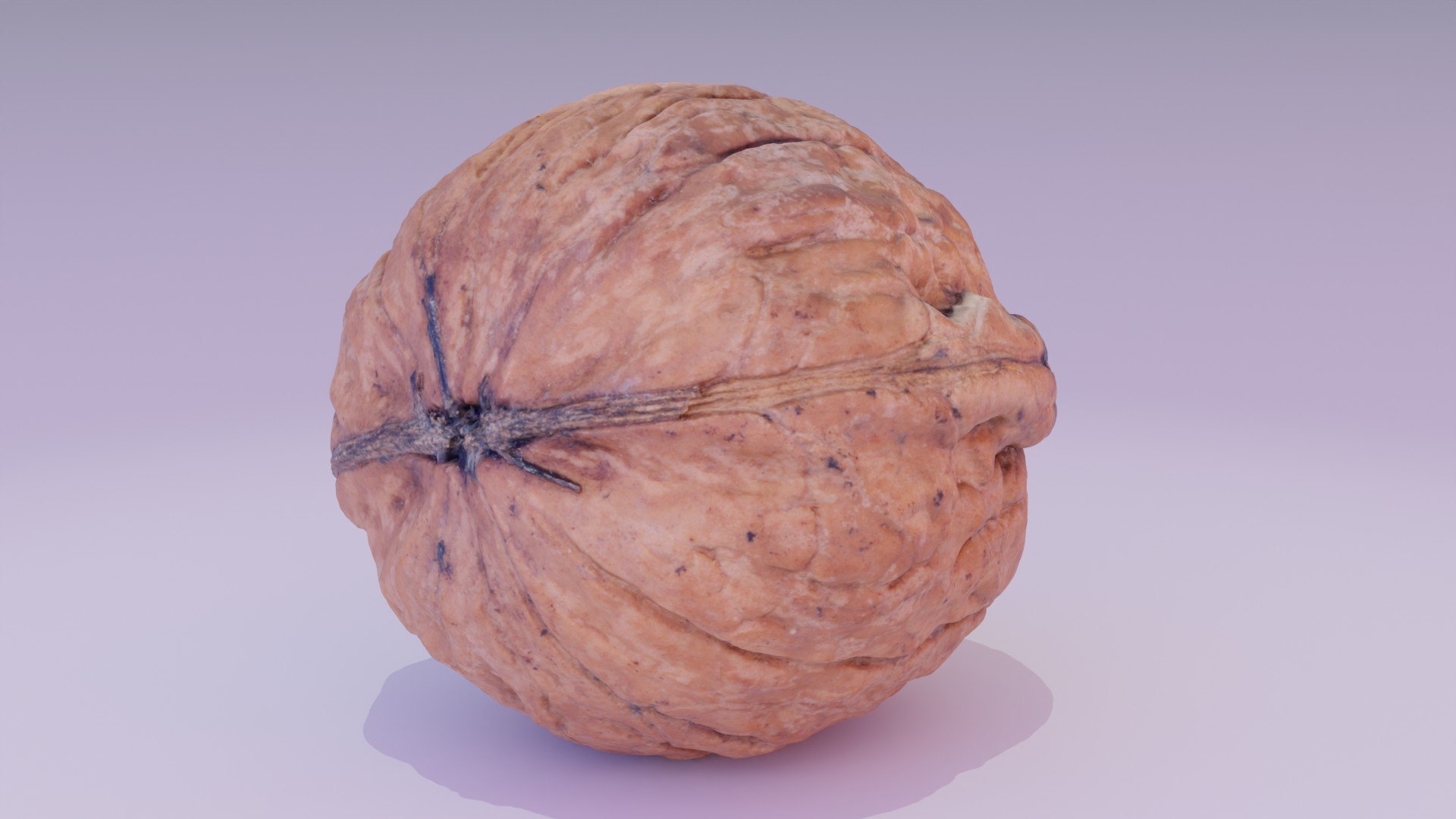 Walnut Fruit 07 High-poly 3D Model Model - TurboSquid 1843547