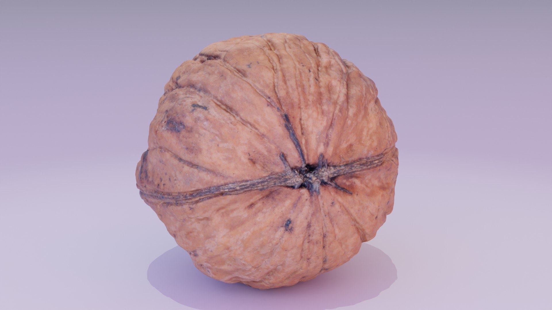 Walnut Fruit 07 High-poly 3D Model Model - TurboSquid 1843547