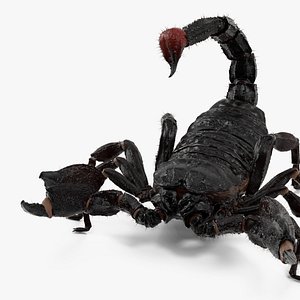 3D Scorpion Models - Browse & Download Formats - TurboSquid