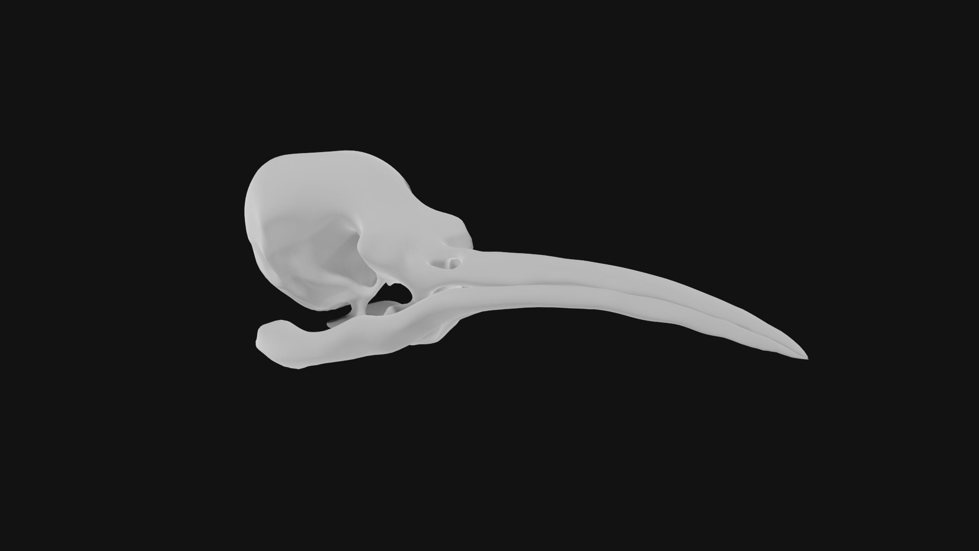 3D Model Hummingbird Skull - TurboSquid 1991841