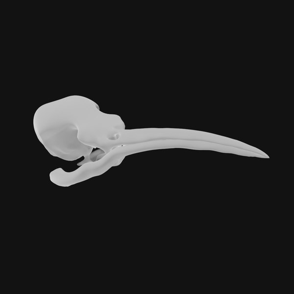 Bird Skull 3D Models for Download | TurboSquid