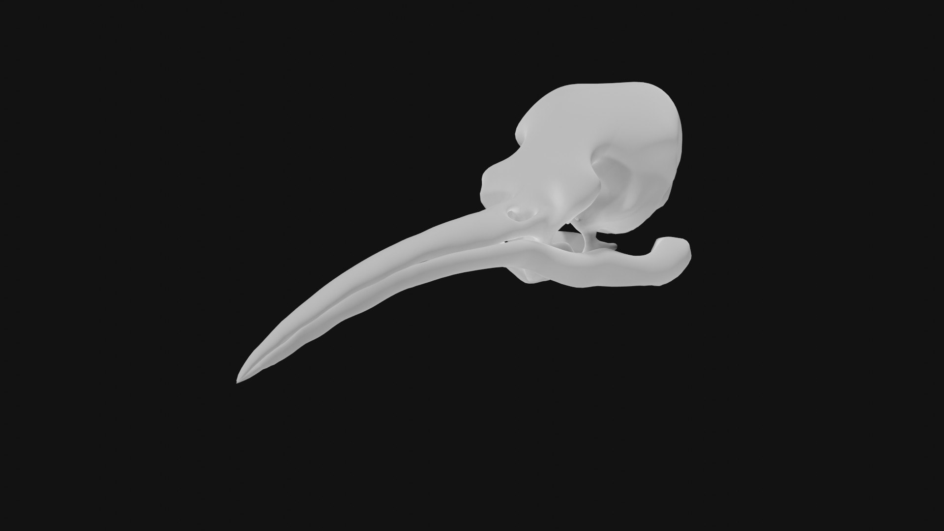 3D Model Hummingbird Skull - TurboSquid 1991841