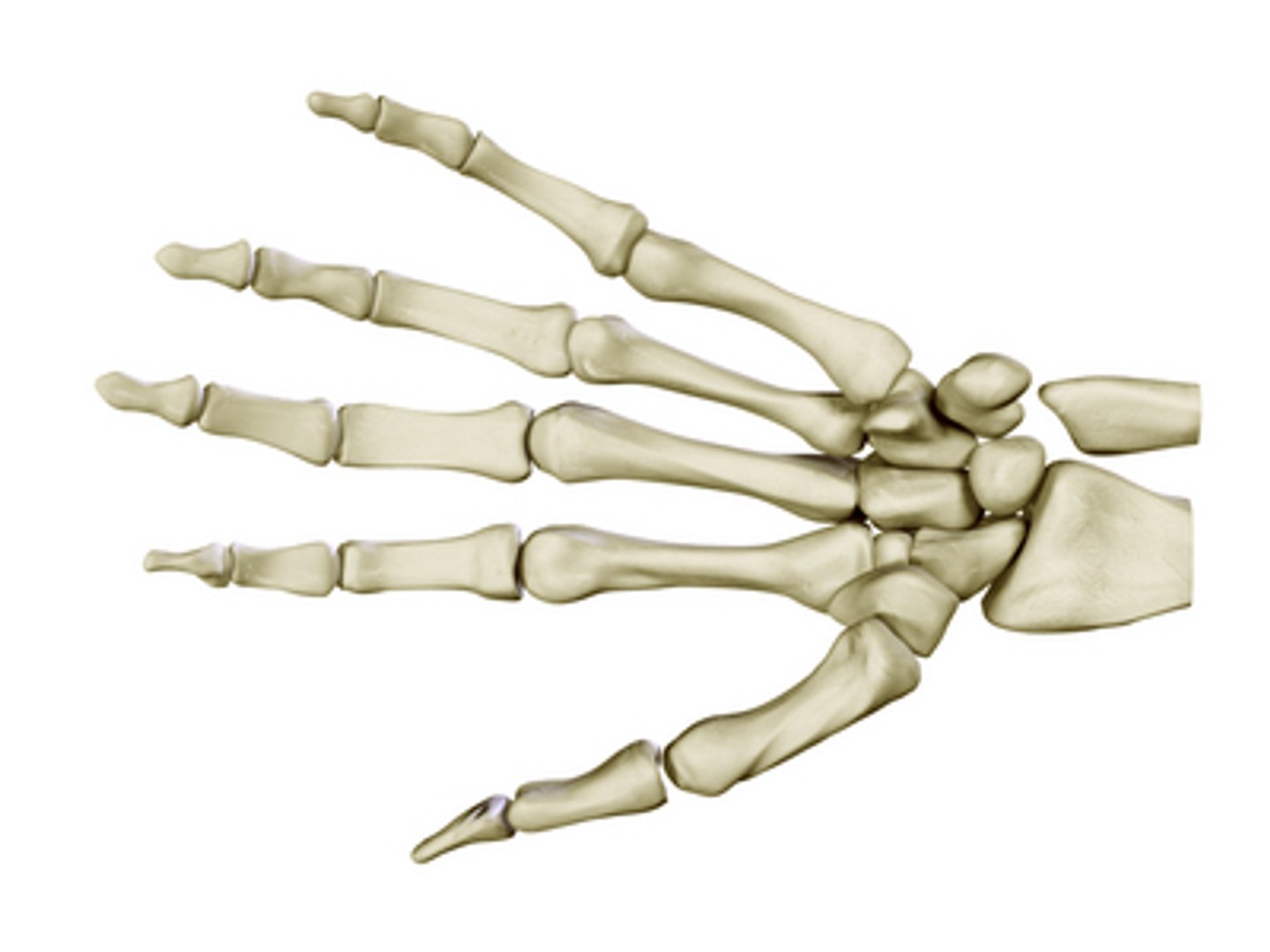 3ds max hand skeleton