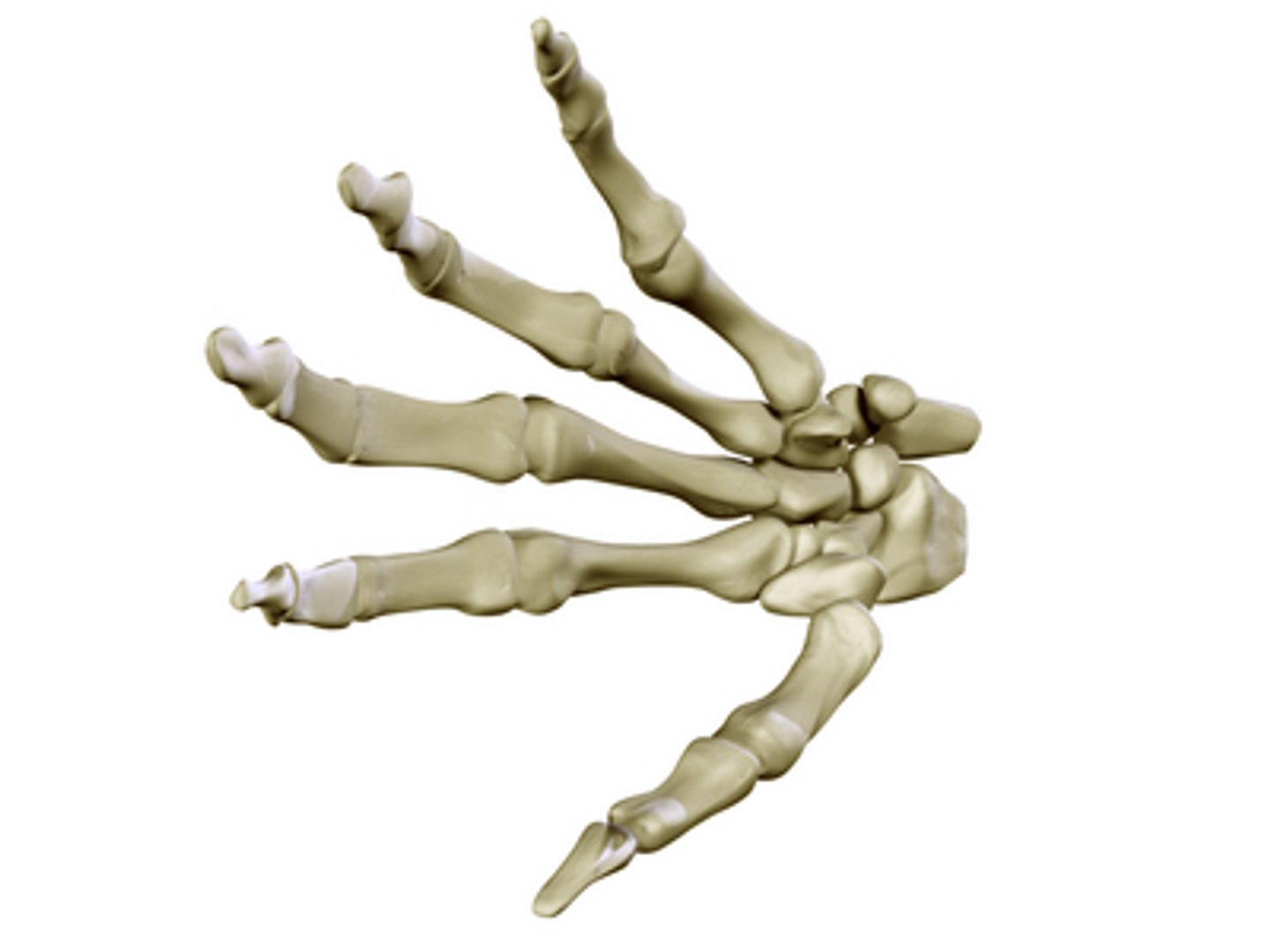 3ds max hand skeleton