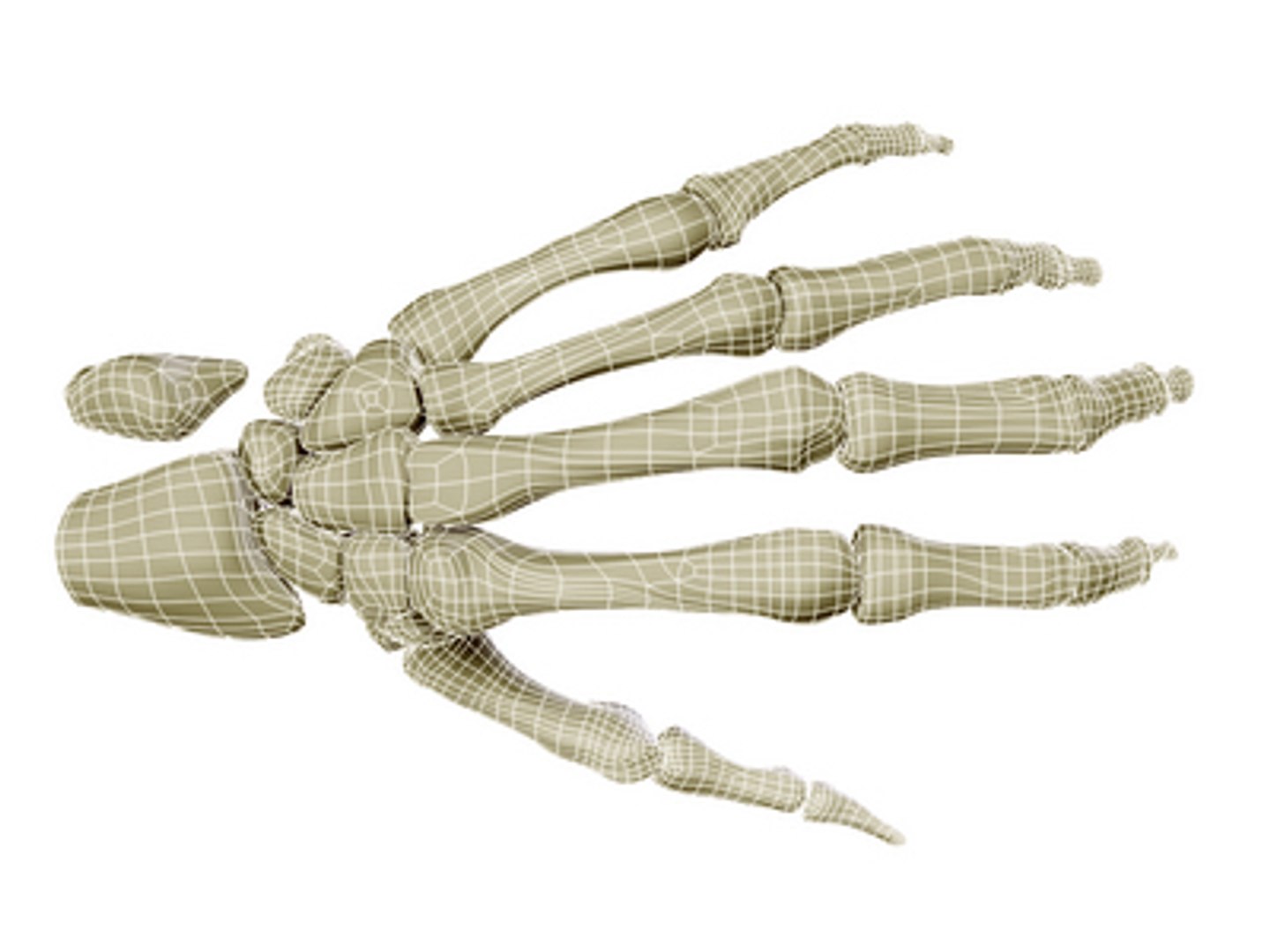3ds Max Hand Skeleton
