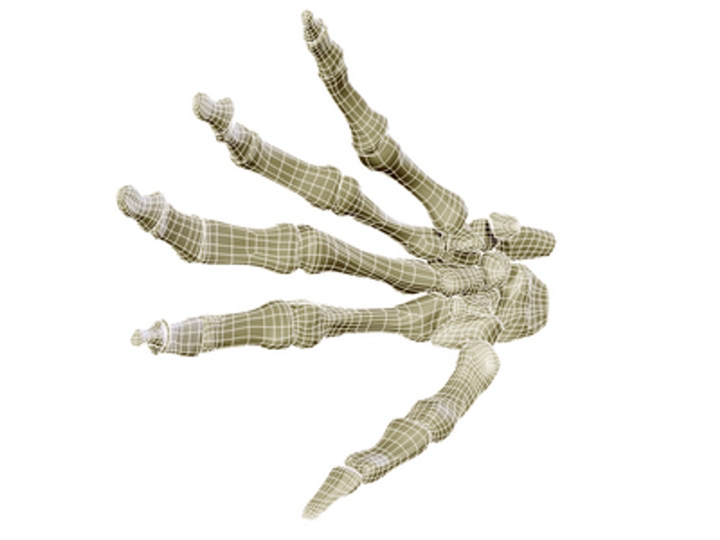 3ds Max Hand Skeleton
