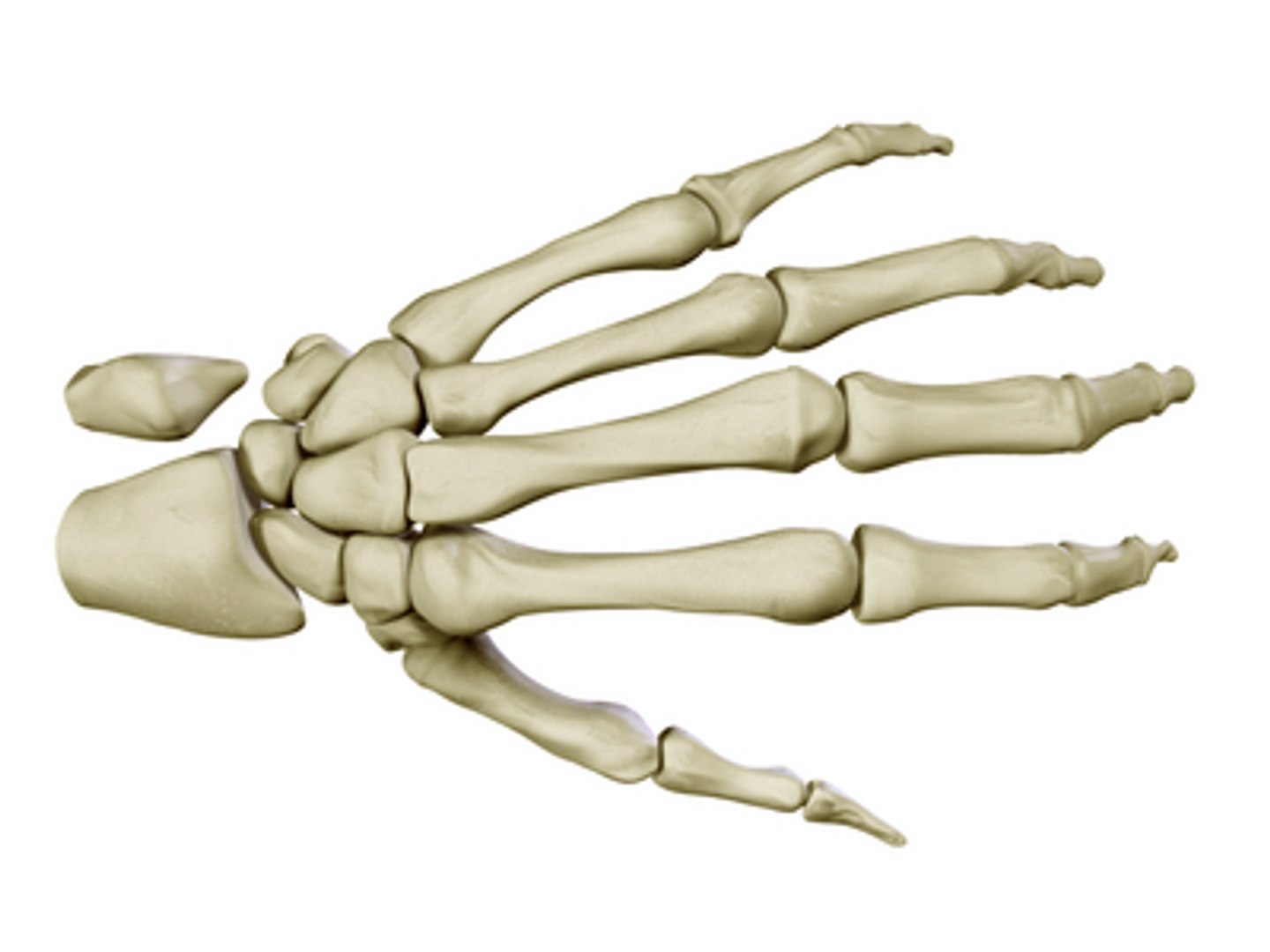 3ds Max Hand Skeleton