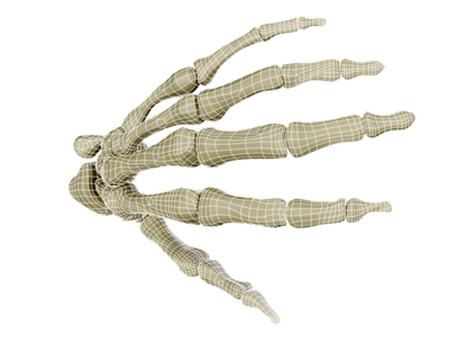 3ds Max Hand Skeleton