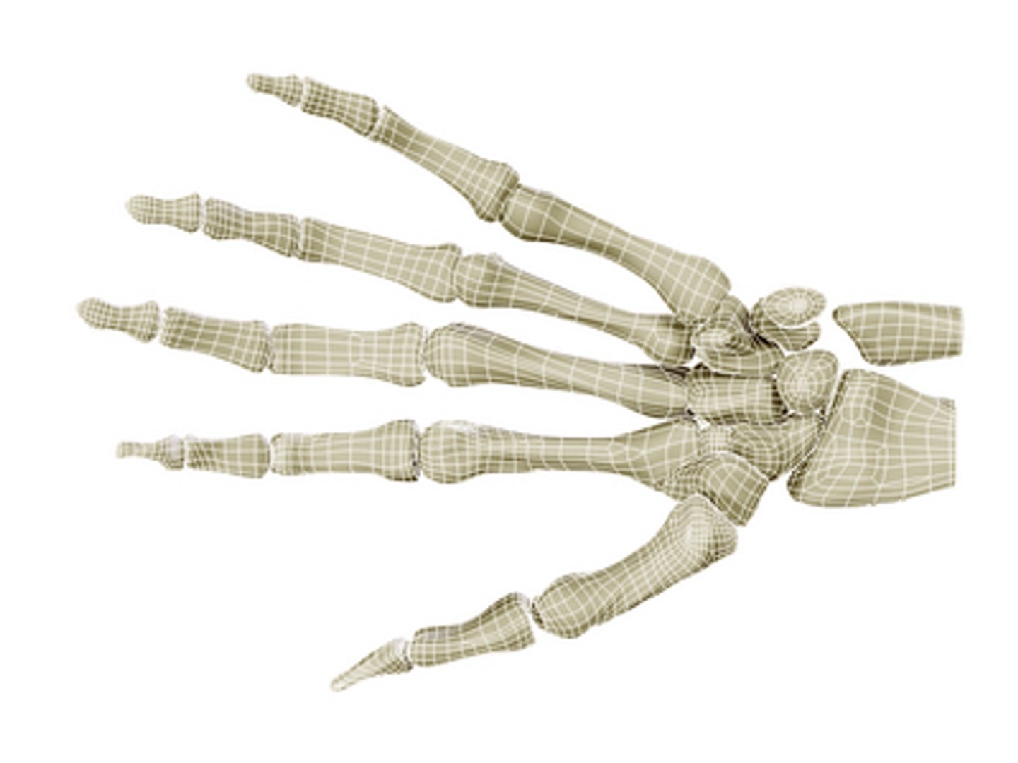 3ds Max Hand Skeleton