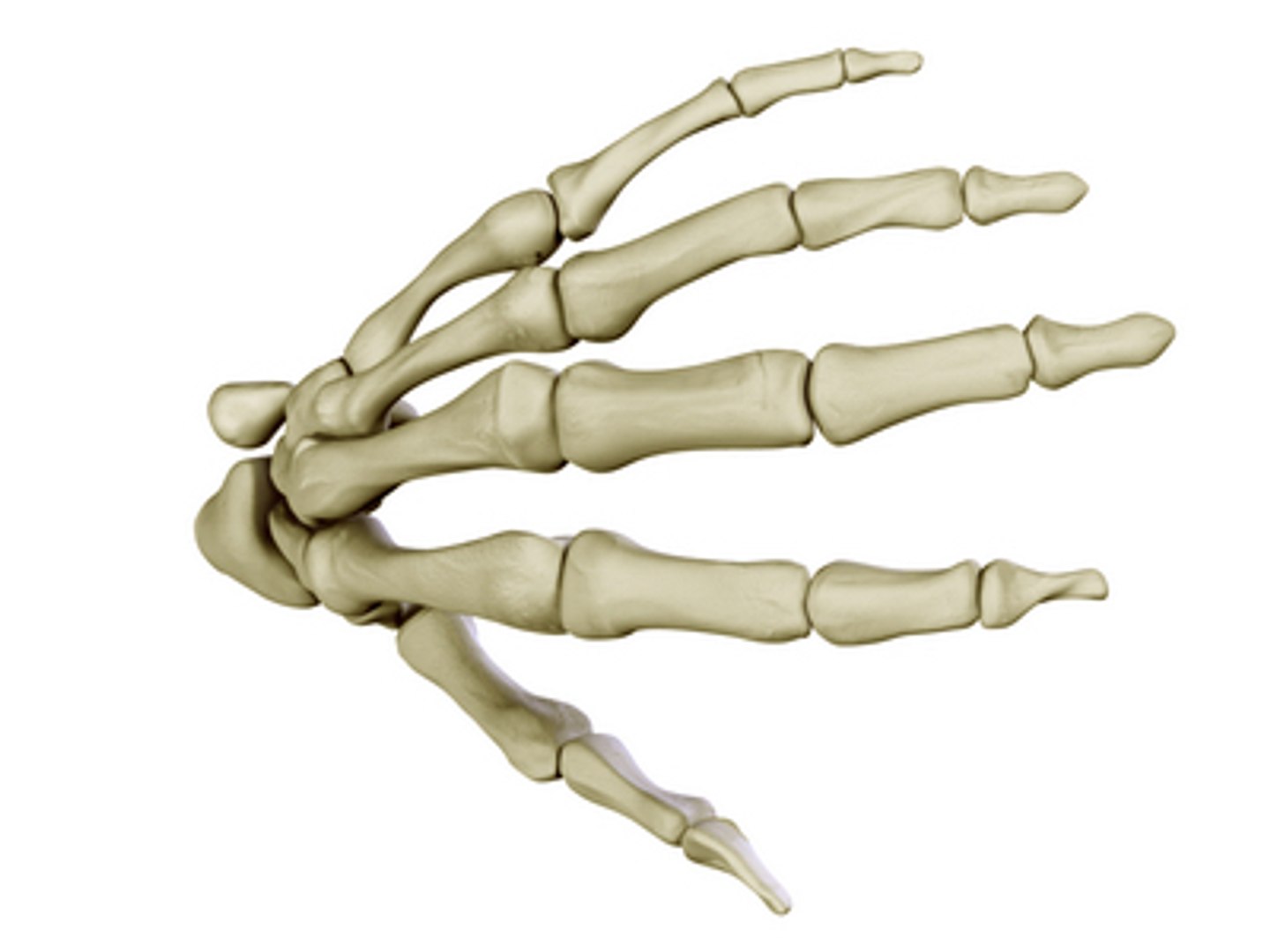 3ds max hand skeleton