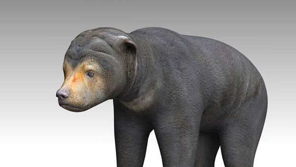 Sun Bear 3D 모델 - TurboSquid 1881832