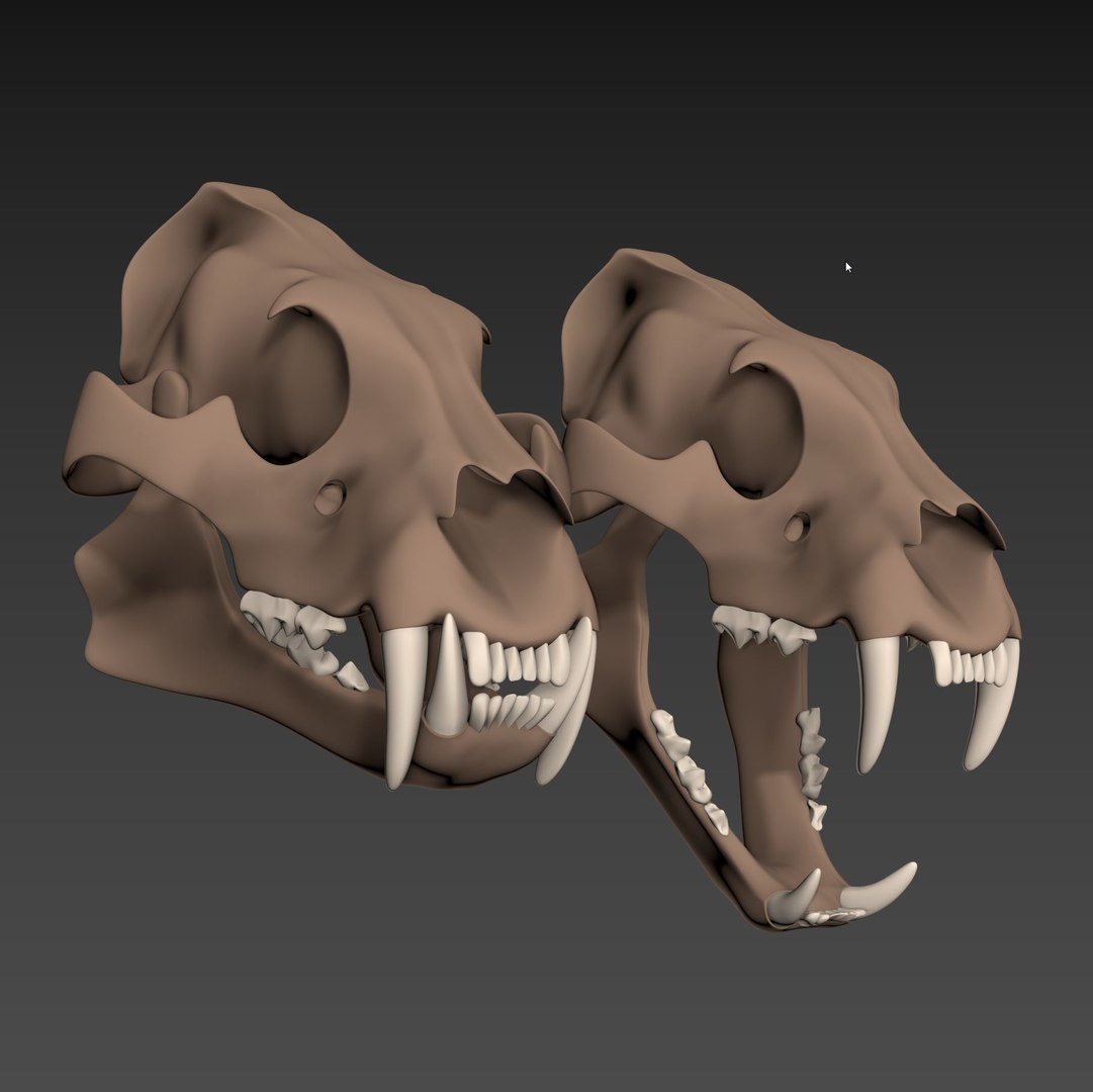 3D Tiger Skull Model - TurboSquid 1532622