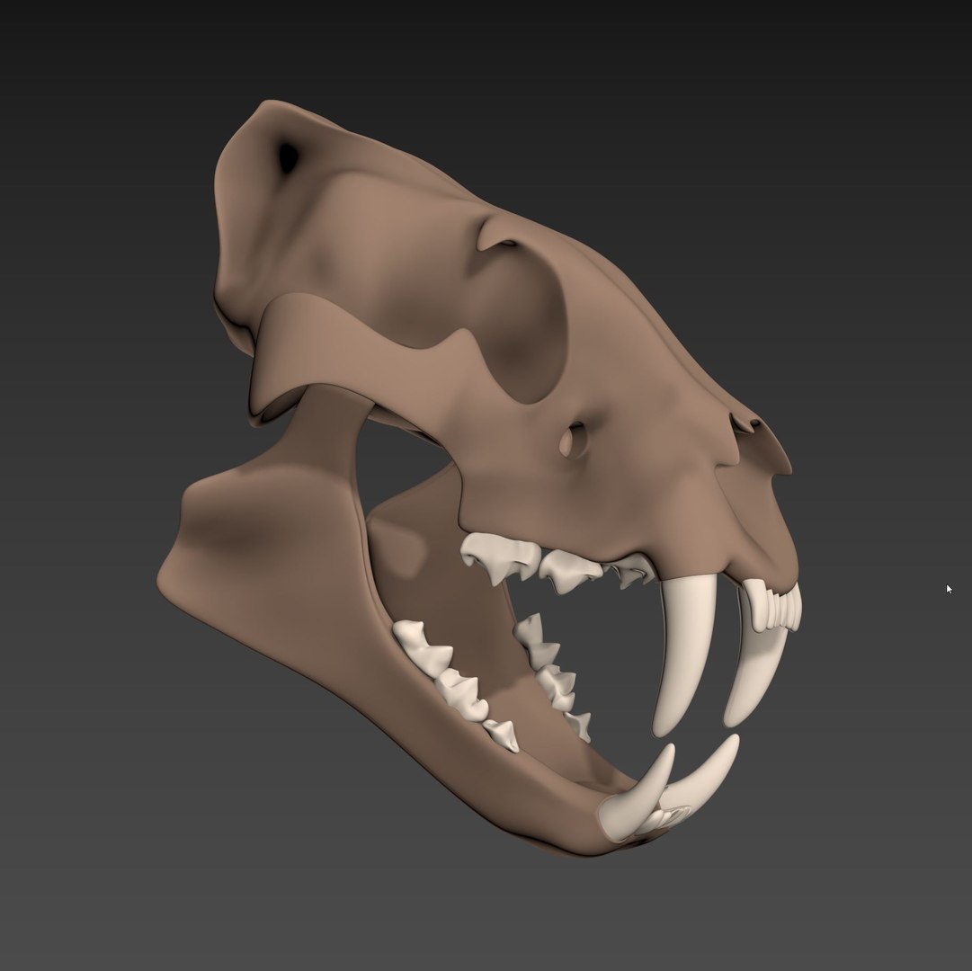 3D Tiger Skull Model - TurboSquid 1532622