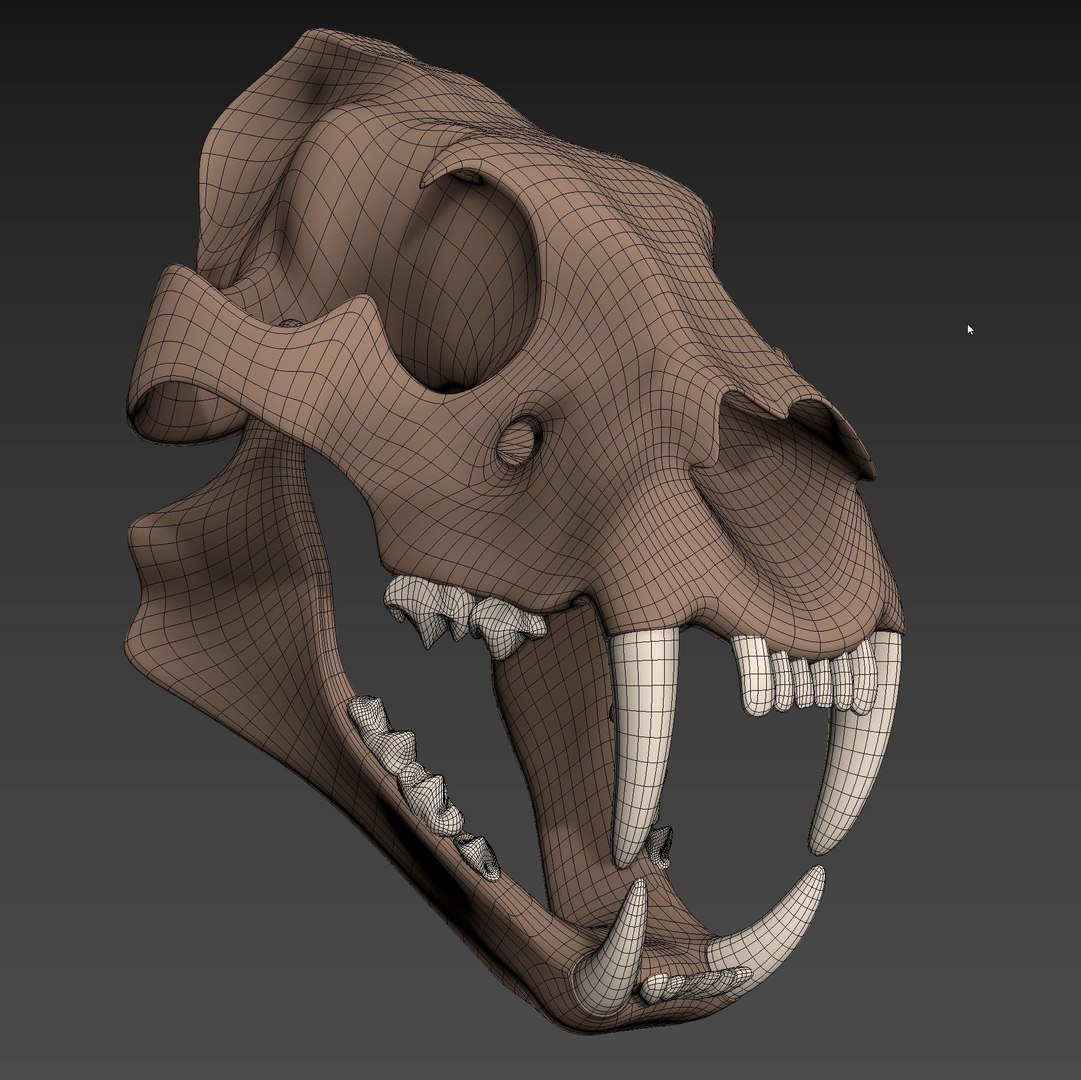 3D Tiger Skull Model - TurboSquid 1532622