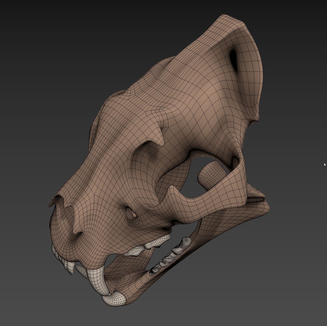 3D Tiger Skull Model - TurboSquid 1532622