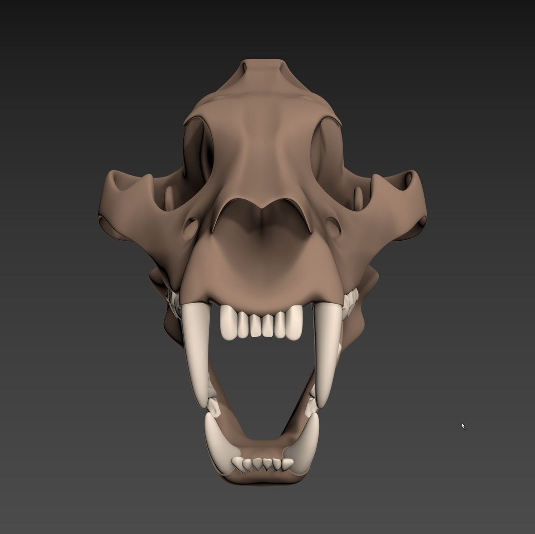 3D Tiger Skull Model - TurboSquid 1532622