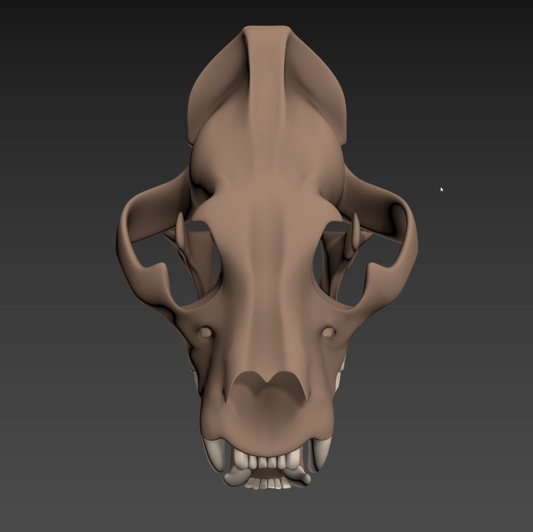 3D Tiger Skull Model - TurboSquid 1532622