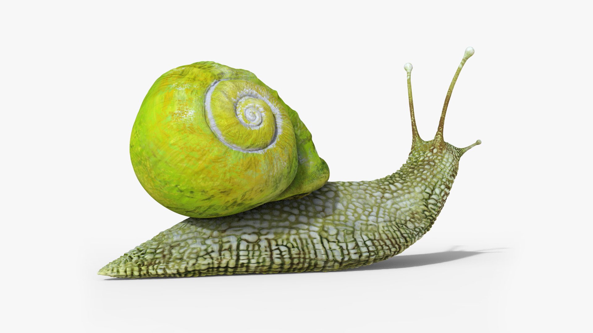 3D Model Snail - TurboSquid 1845583