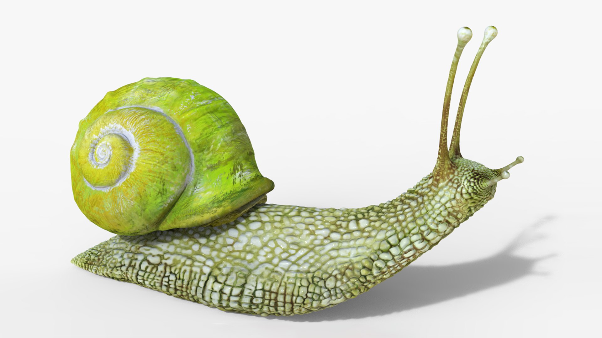 3D Model Snail - TurboSquid 1845583