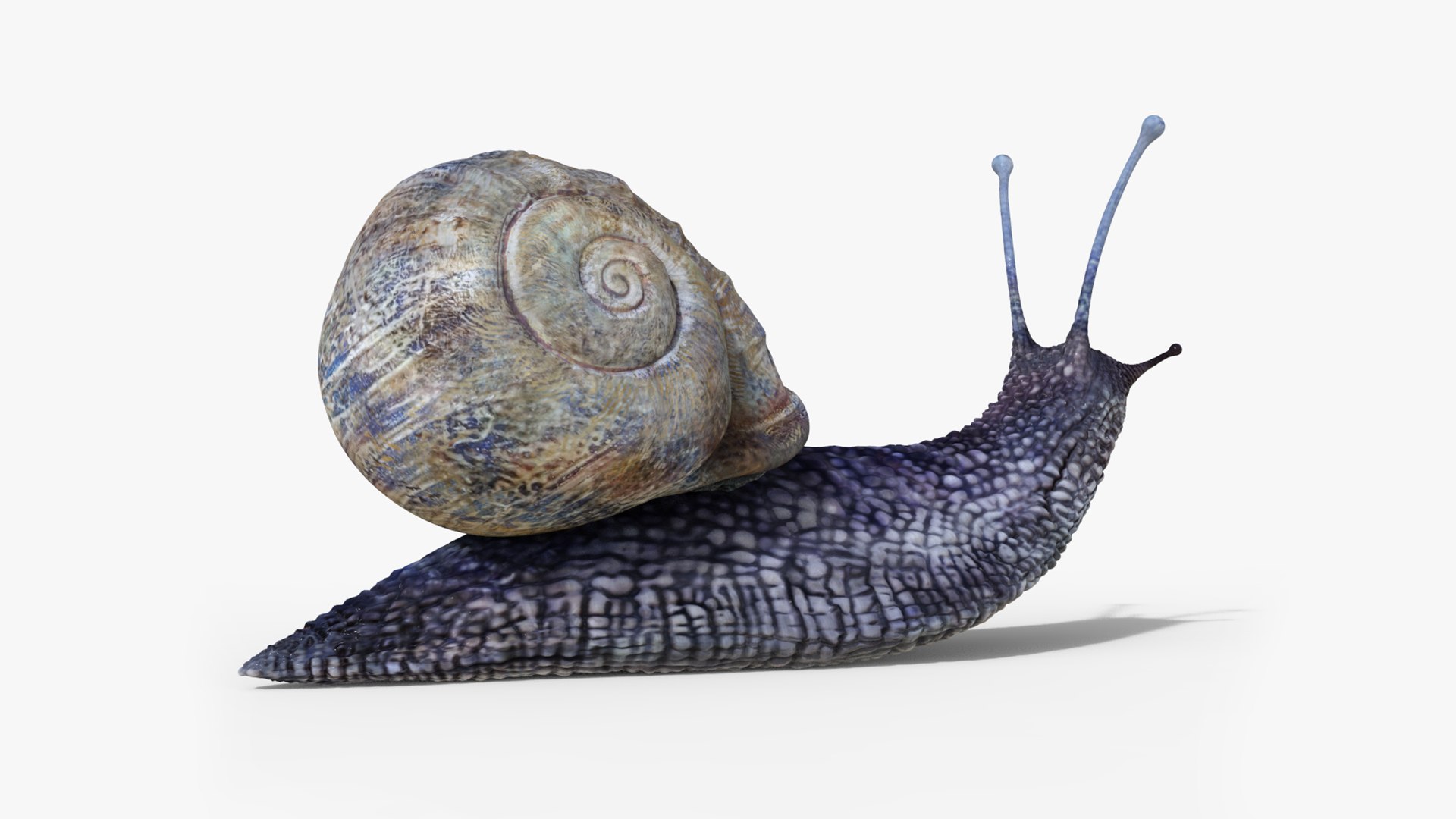 3D Model Snail - TurboSquid 1845583
