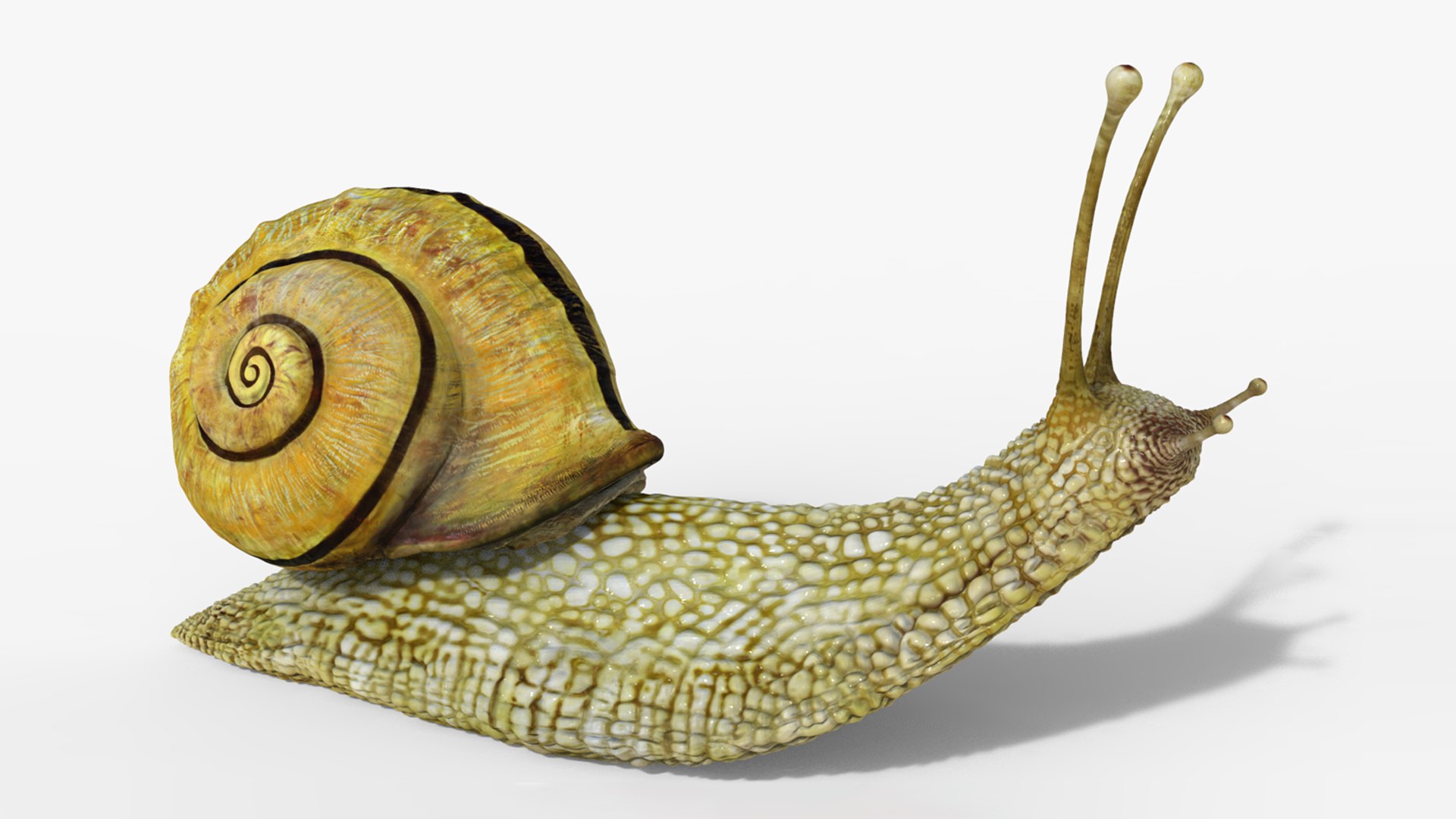 3D Model Snail - TurboSquid 1845583