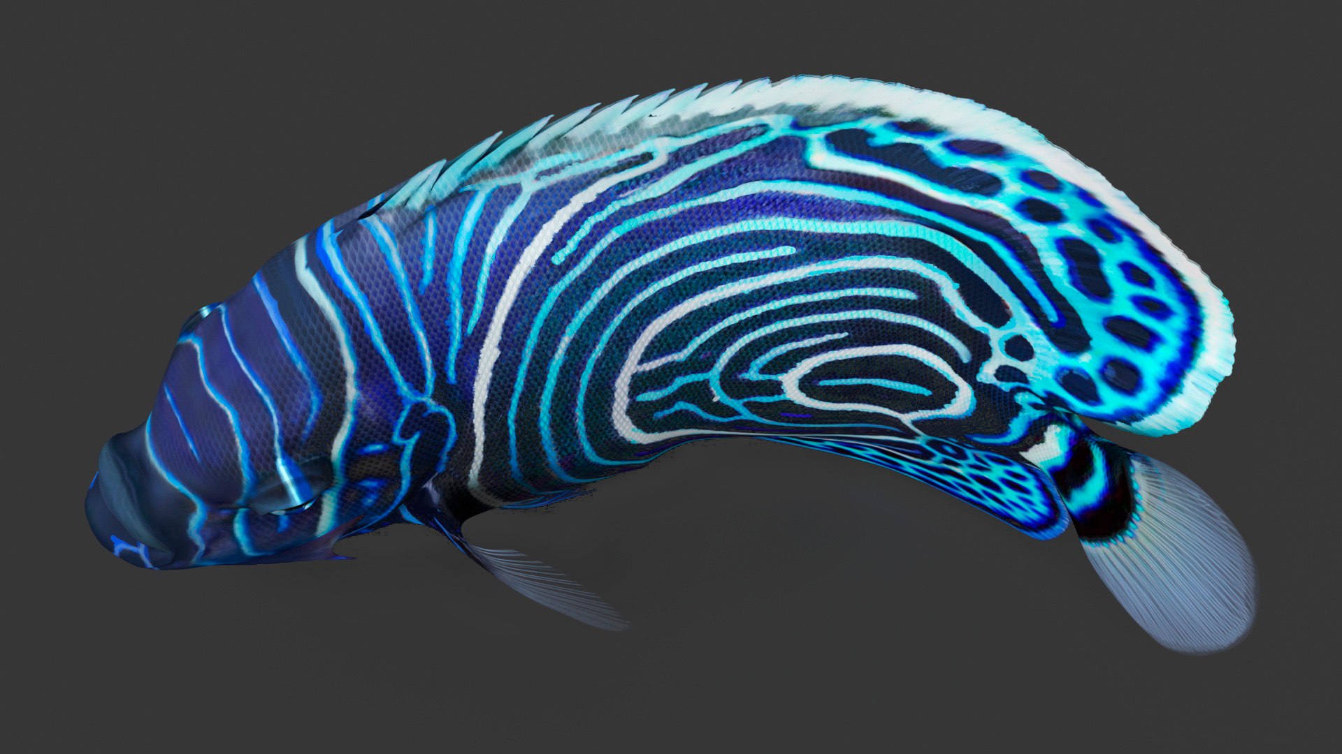 3D Pomacanthus Imperator Fish - TurboSquid 2262262