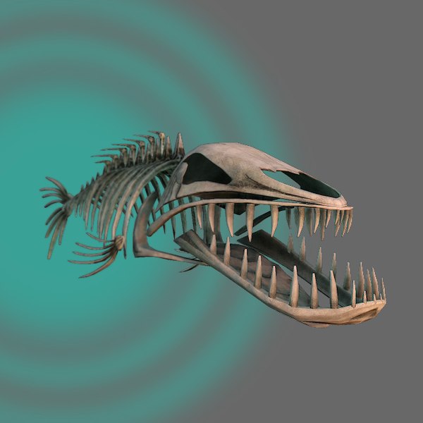 Fish Skeleton 3D Models for Download | TurboSquid