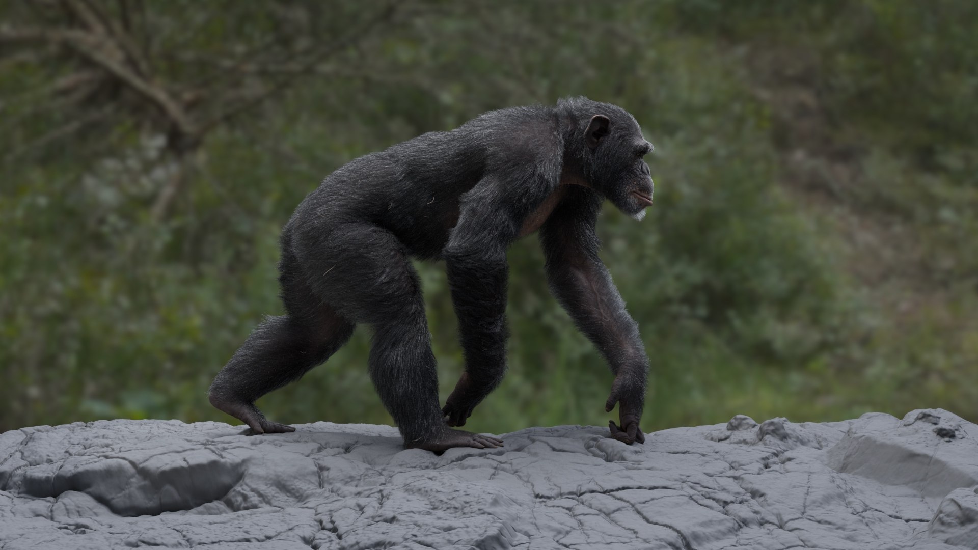 Monkeys RIGGED collection 3D model - TurboSquid 2048932