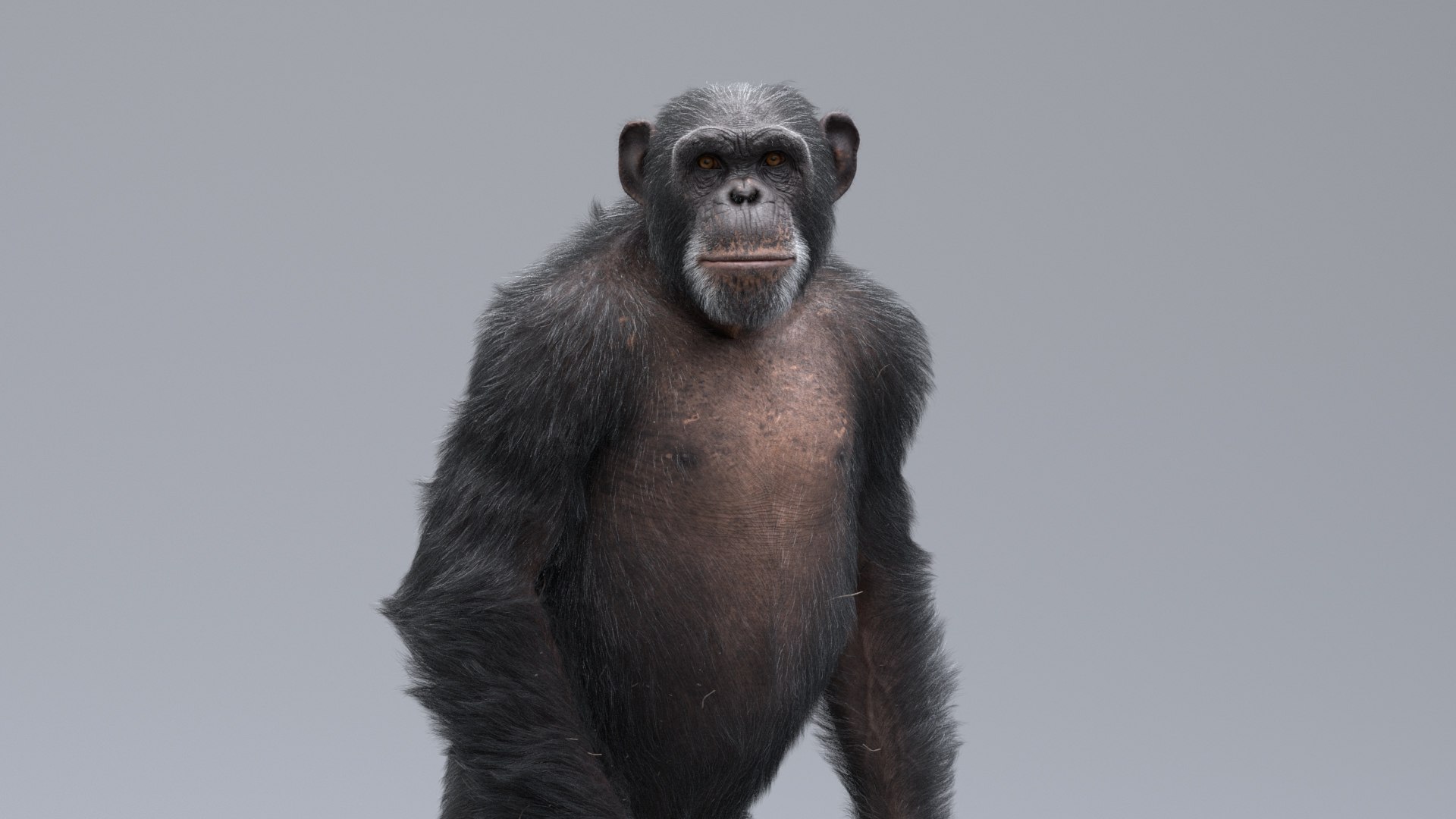 Monkeys RIGGED collection 3D model - TurboSquid 2048932