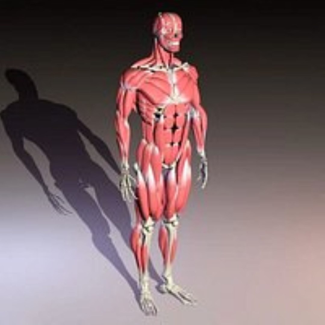 3D Human Body Collection - TurboSquid 2235752