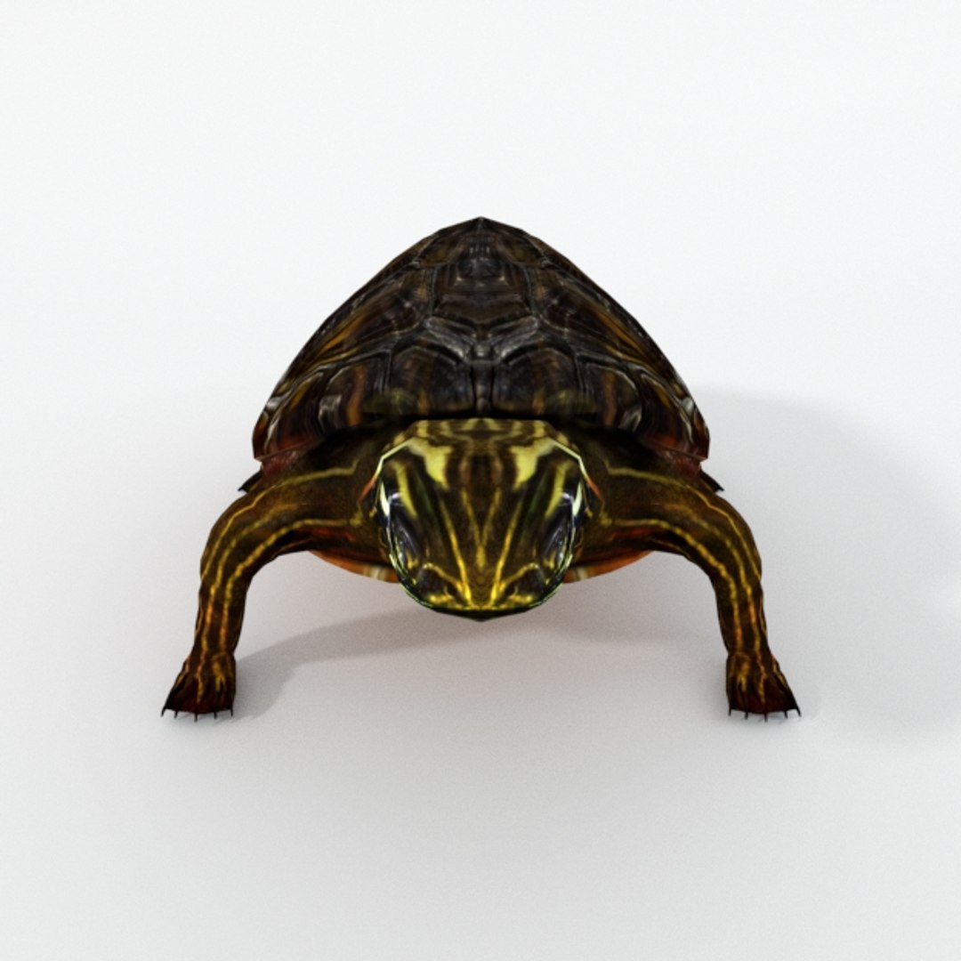 3D Oriental Painted Turtle - TurboSquid 1364345